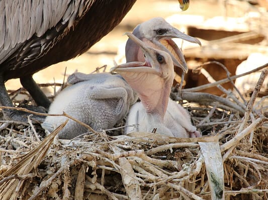 Discover the Official State Bird of Louisiana - A-Z Animals