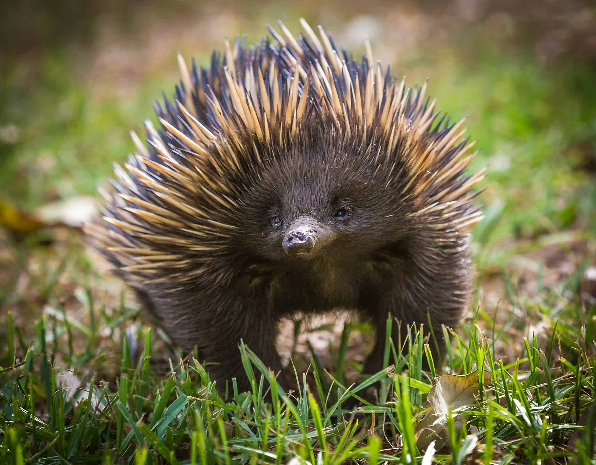 Discover 5 Mammals That Lay Eggs - A-Z Animals