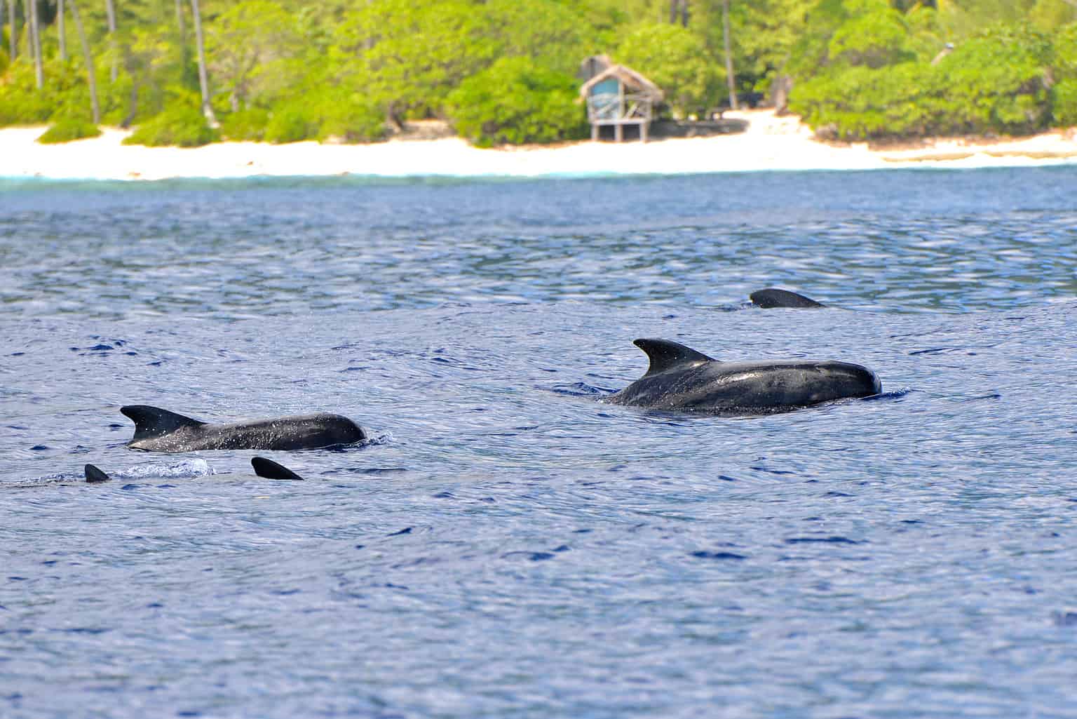 Pilot Whales: Unusual Strandings, Diet, and the Threats They Face - A-Z ...
