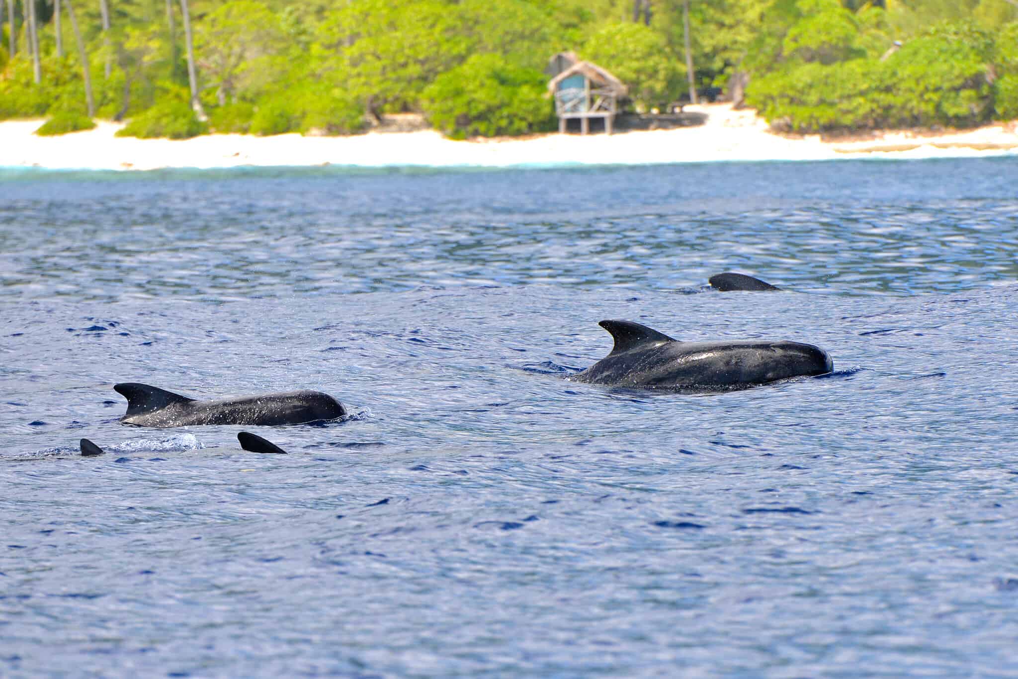 The World's Most Endangered Whales - A-Z Animals