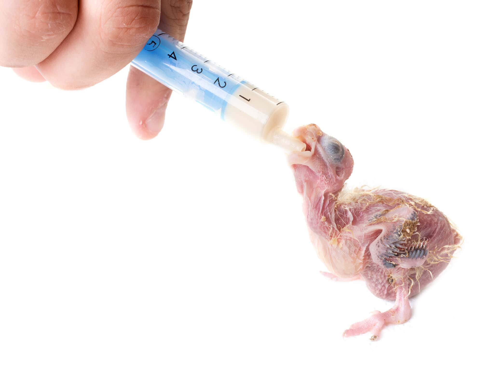Baby Cockatiel Chick: 9 Pictures and 9 Incredible Facts - A-Z Animals