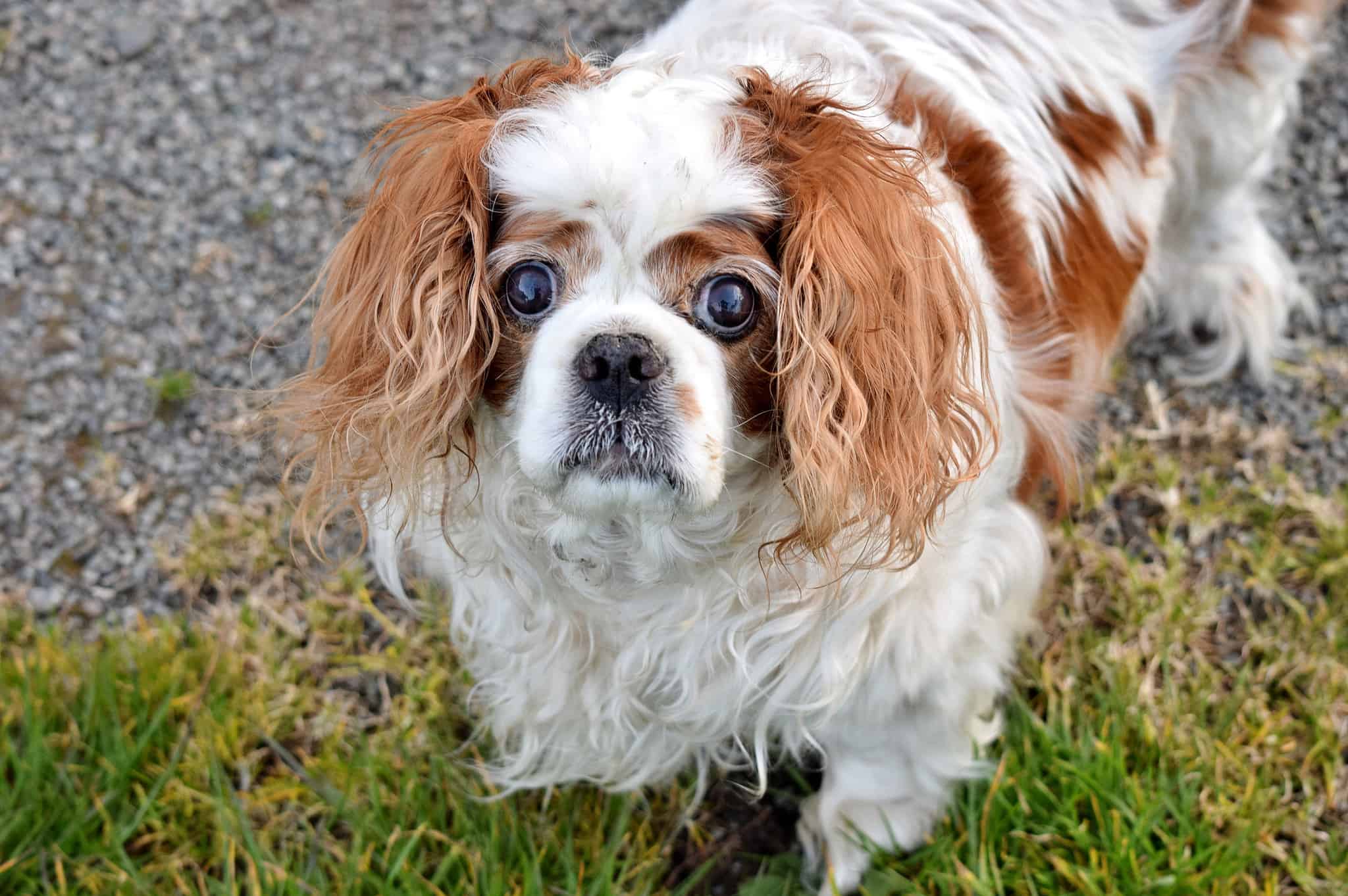 8 Common Complaints About Cavalier King Charles Spaniels - A-Z Animals