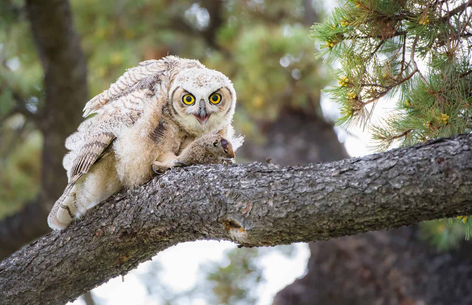 The 8 Most Dangerous Birds in North America - A-Z Animals