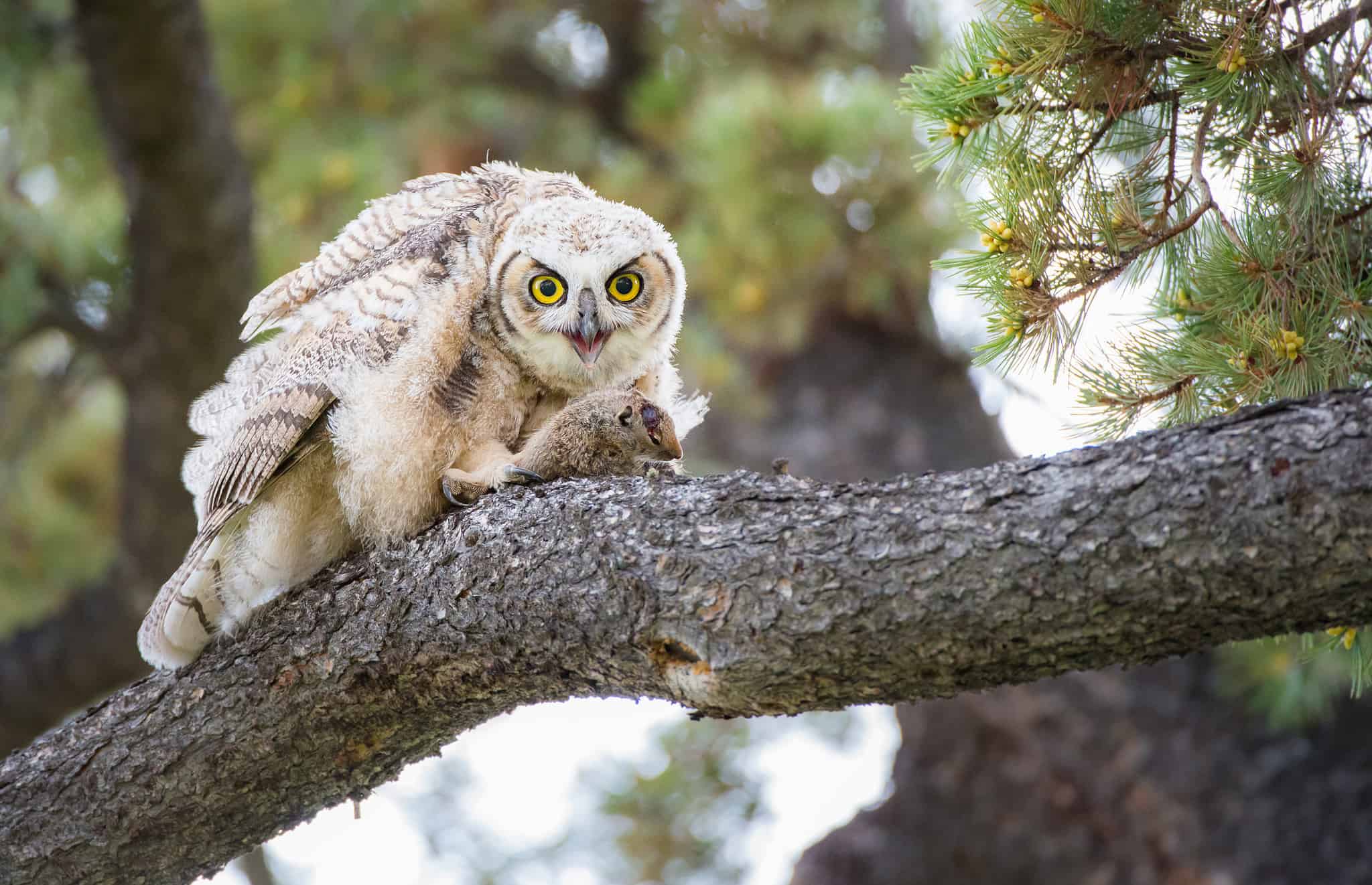 The 8 Most Dangerous Birds in North America - A-Z Animals