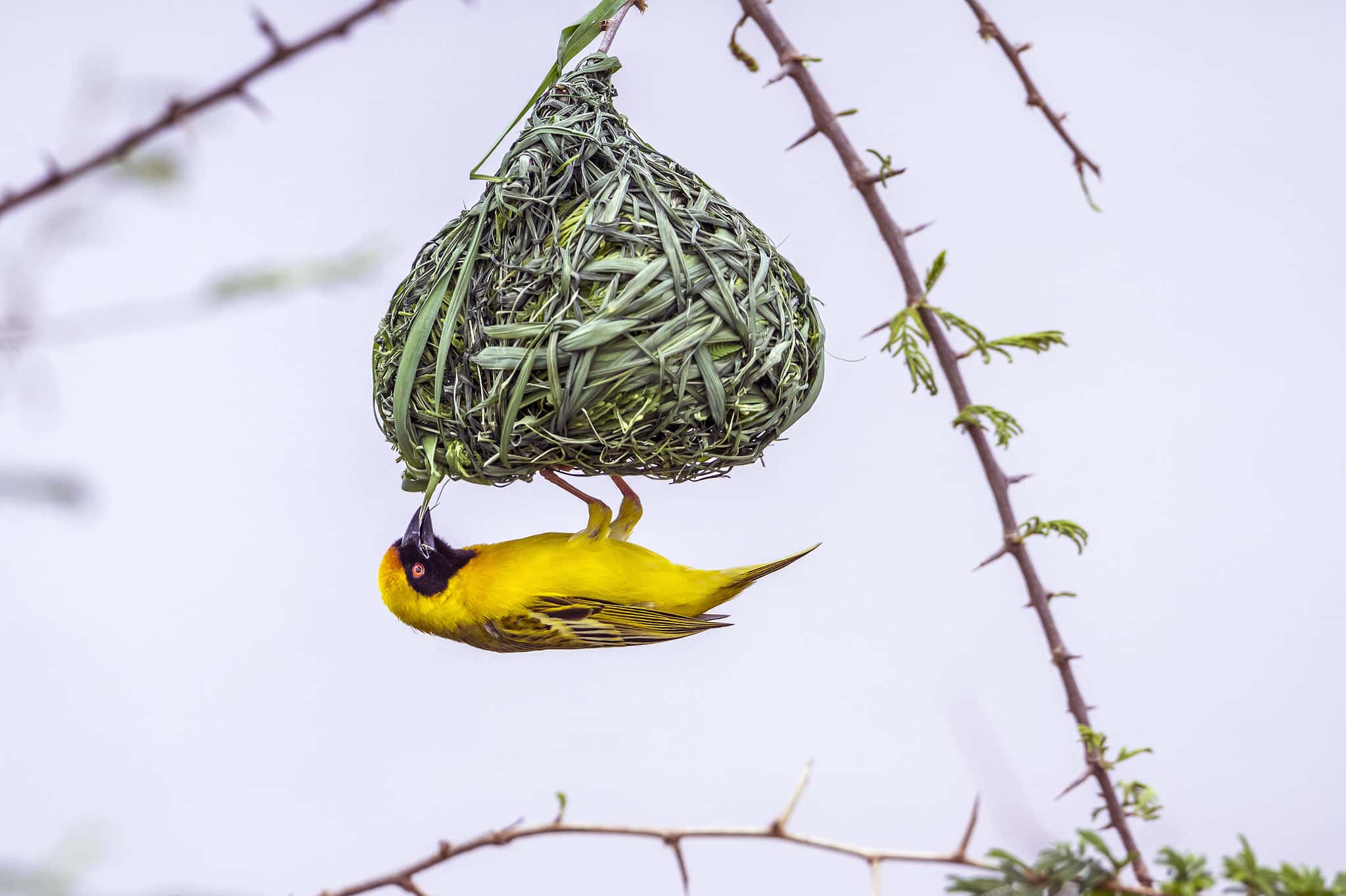 Weaver Birds Animal Facts - Ploceidae - A-Z Animals