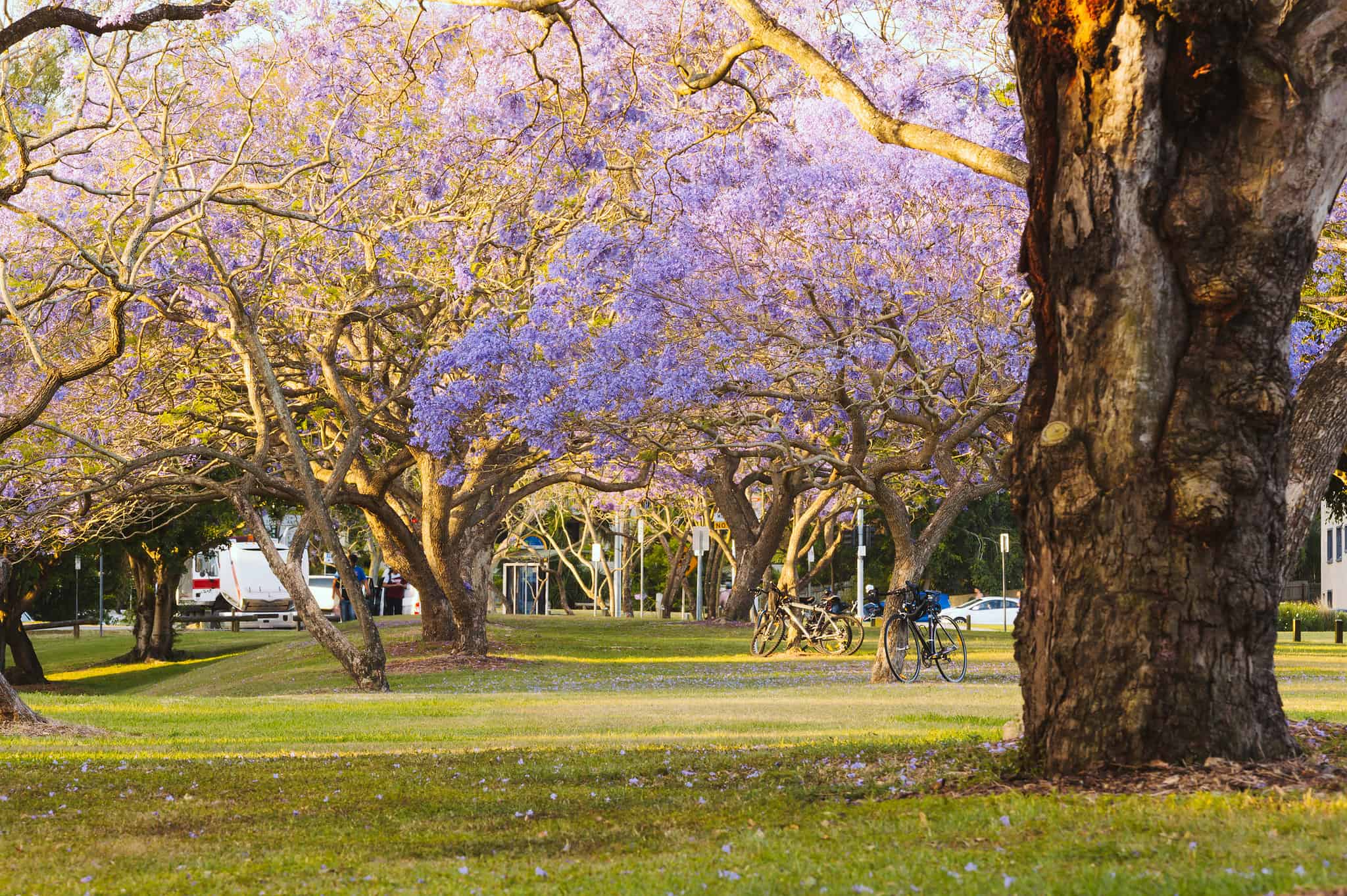 14 Beautiful Pink Flowering Trees in Florida - A-Z Animals