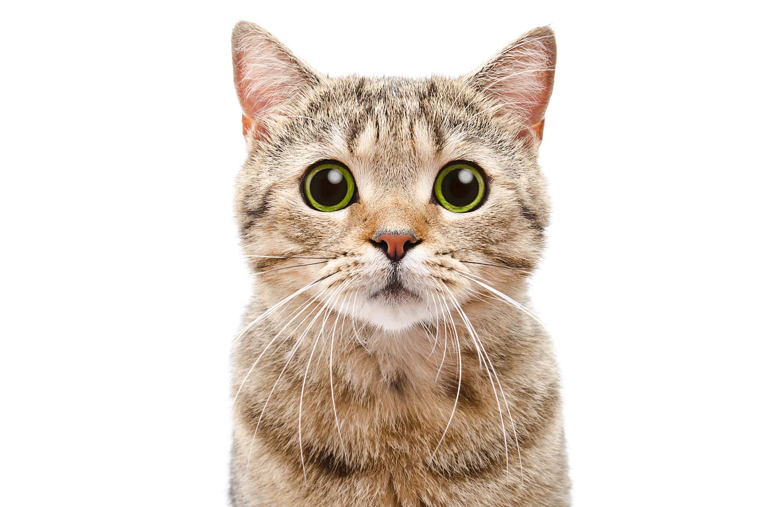 Scottish Fold vs. Scottish Straight Cats: Differences Between Them - A ...