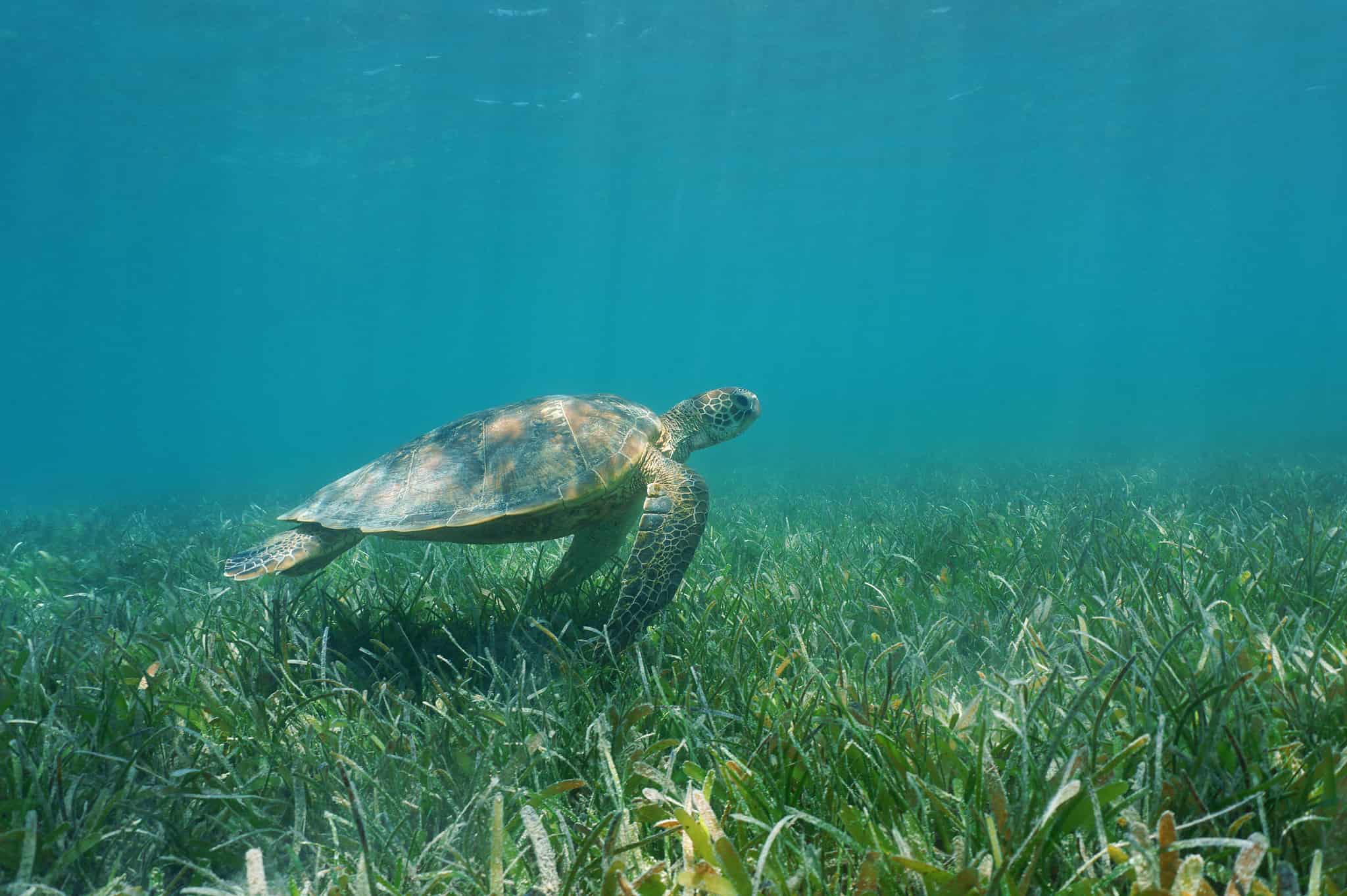 The Importance of Seagrass Beds and the Animals You'll See There - A-Z ...