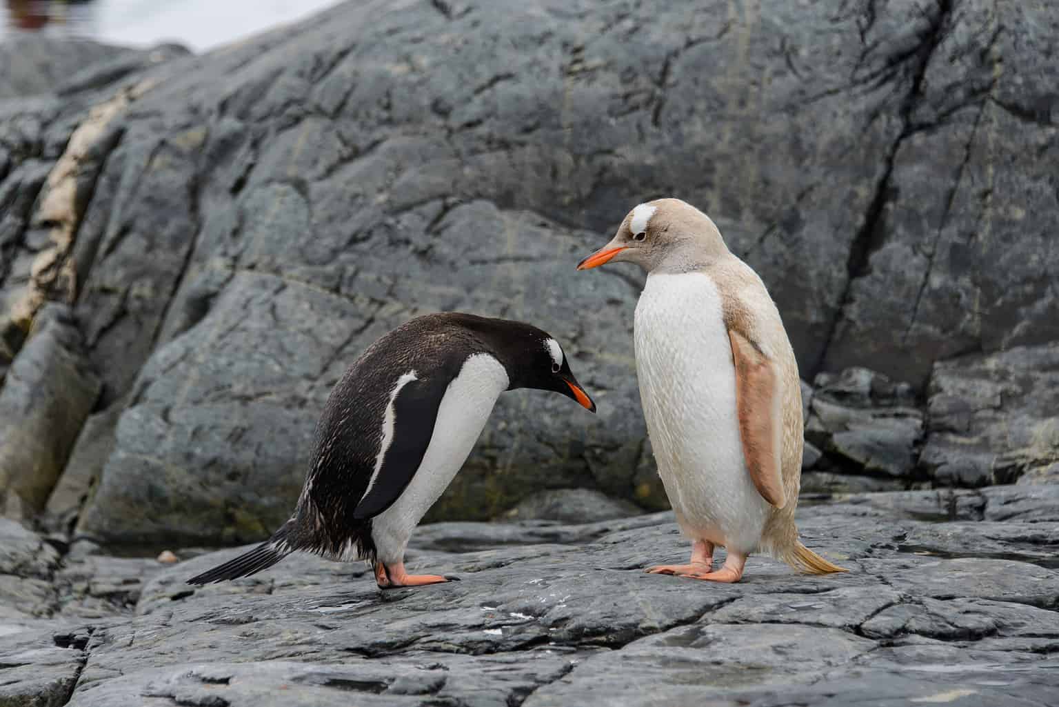 Discover the Amazing Colors of the Various Types of Penguins - A-Z Animals