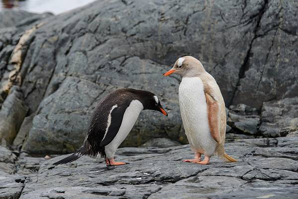 Discover the Amazing Colors of the Various Types of Penguins - A-Z Animals