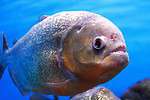 14 Fish with Big Lips (Photos and the Best Ones for Your Tank) - A-Z ...