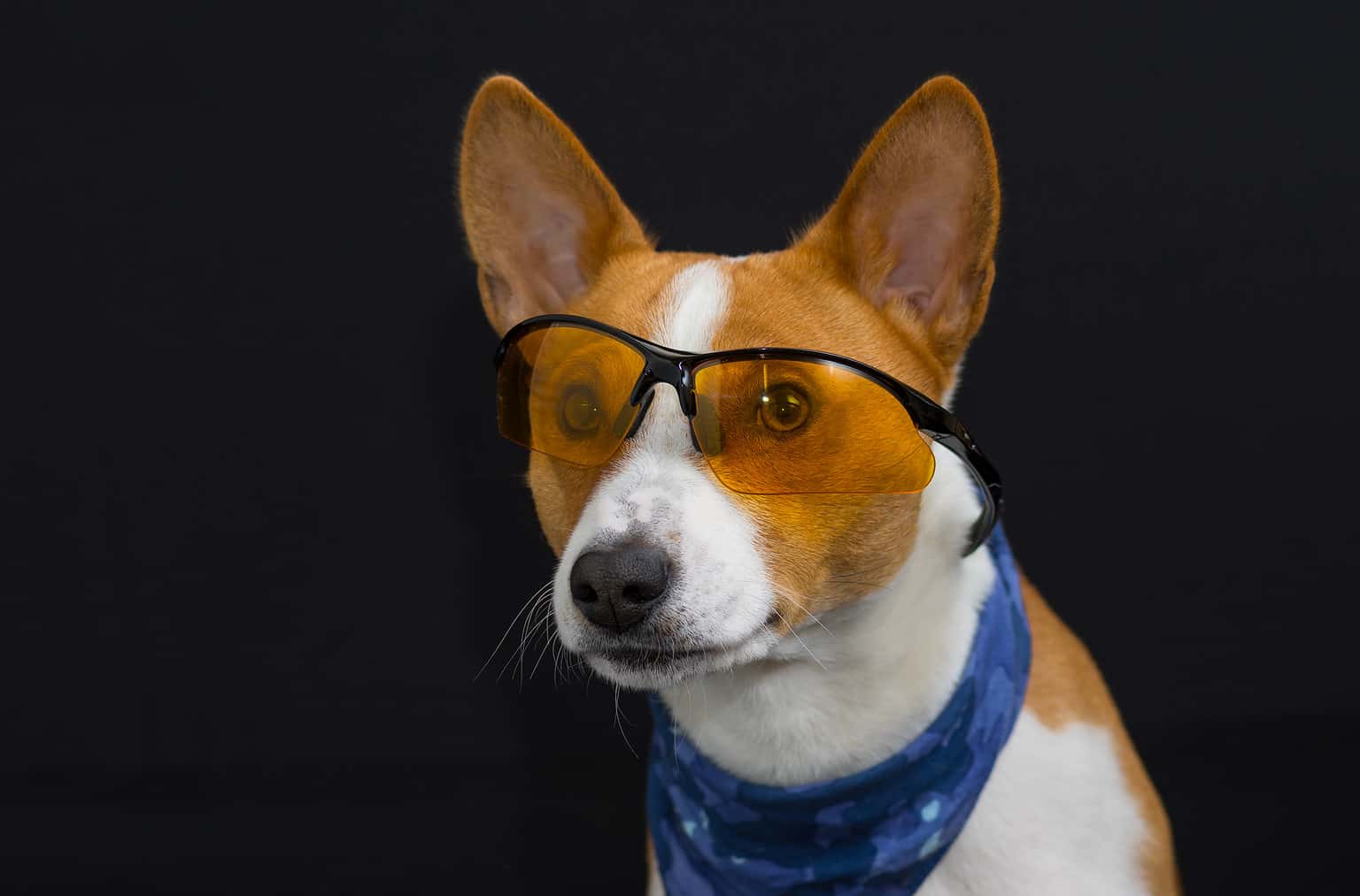 Basenji Colors: Rarest to Most Common - A-Z Animals