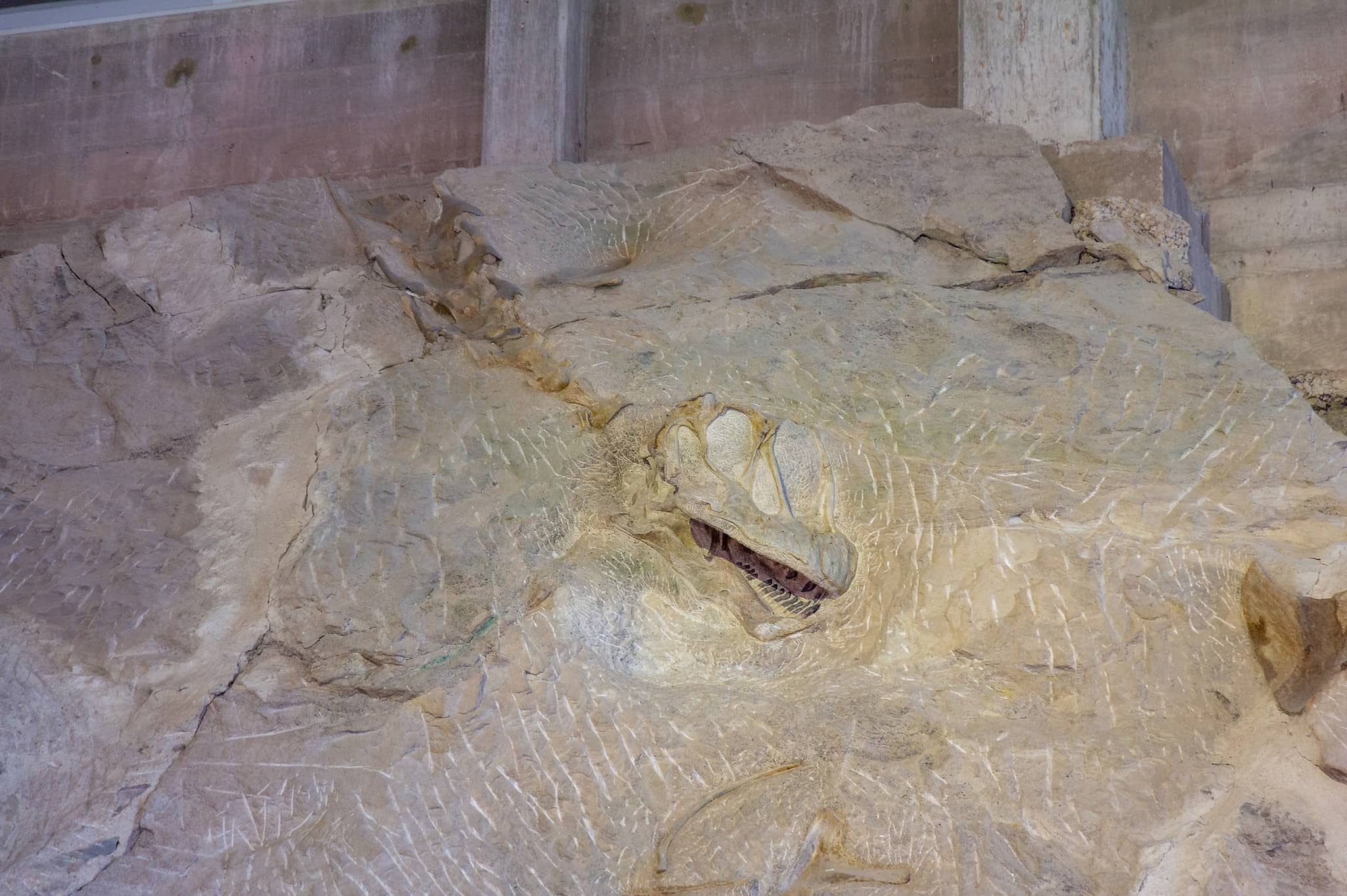 Discover Camarasaurus: Where It Roamed, Diet, Predators, and More! - A ...