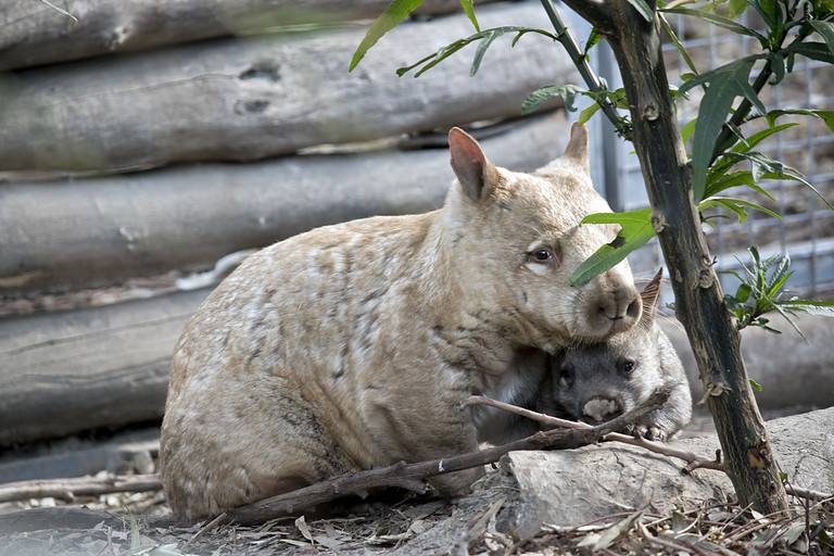 Baby Wombat: 10 Pictures and 10 Incredible Facts - A-Z Animals