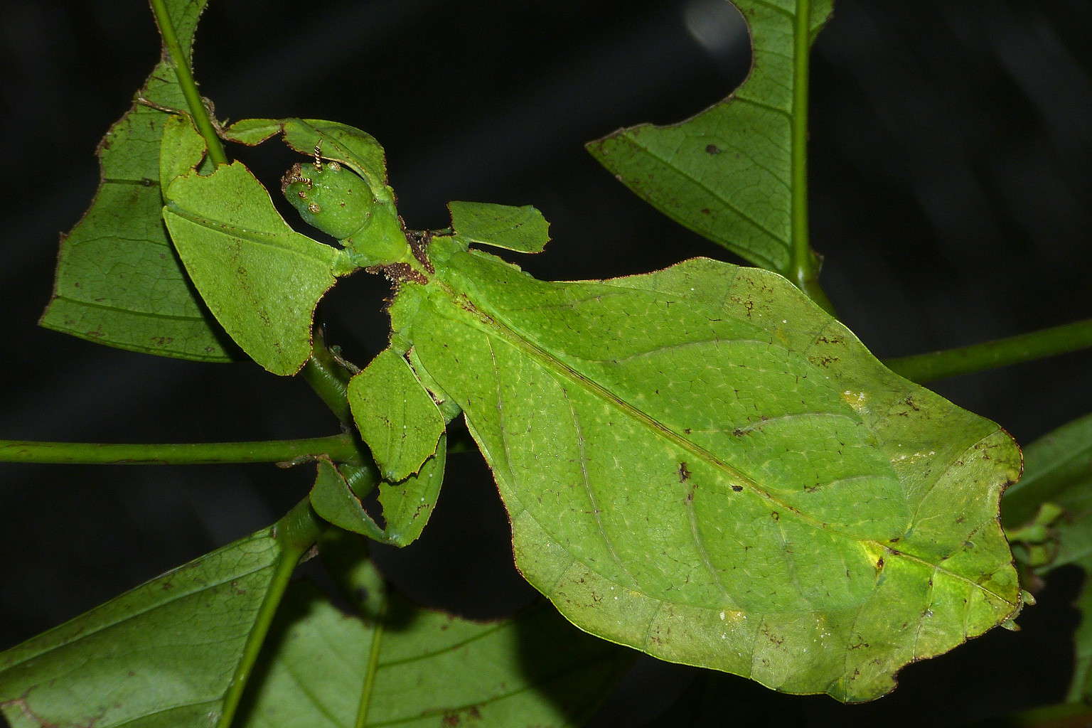 10 Different Insects That Look Like They Are Leaves - A-Z Animals