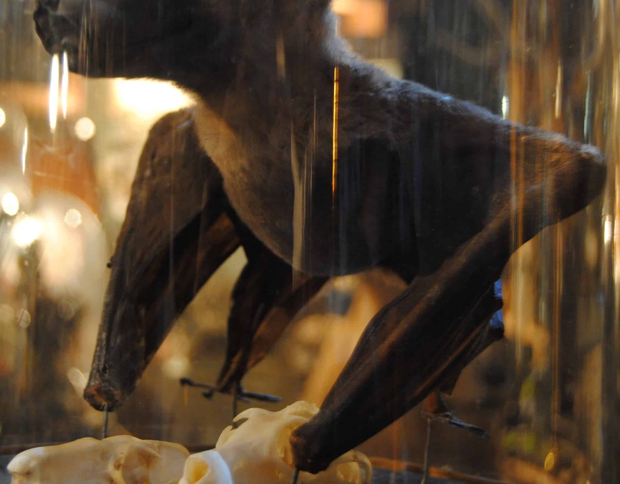 Discover the Hammer-Headed Bat: The Giant-Headed, Fruit-Eating Creature ...