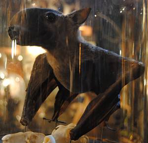 Discover the Hammer-Headed Bat: The Giant-Headed, Fruit-Eating Creature ...
