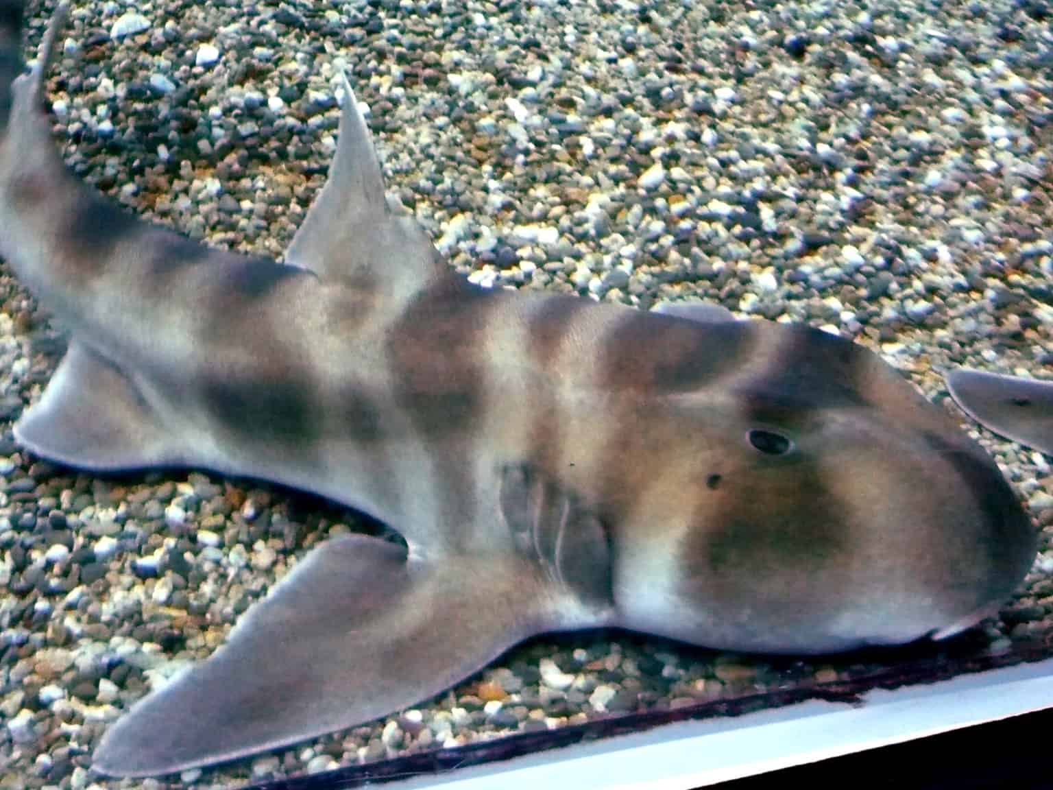 Discover 15 Sharks Found in Japanese Waters - A-Z Animals