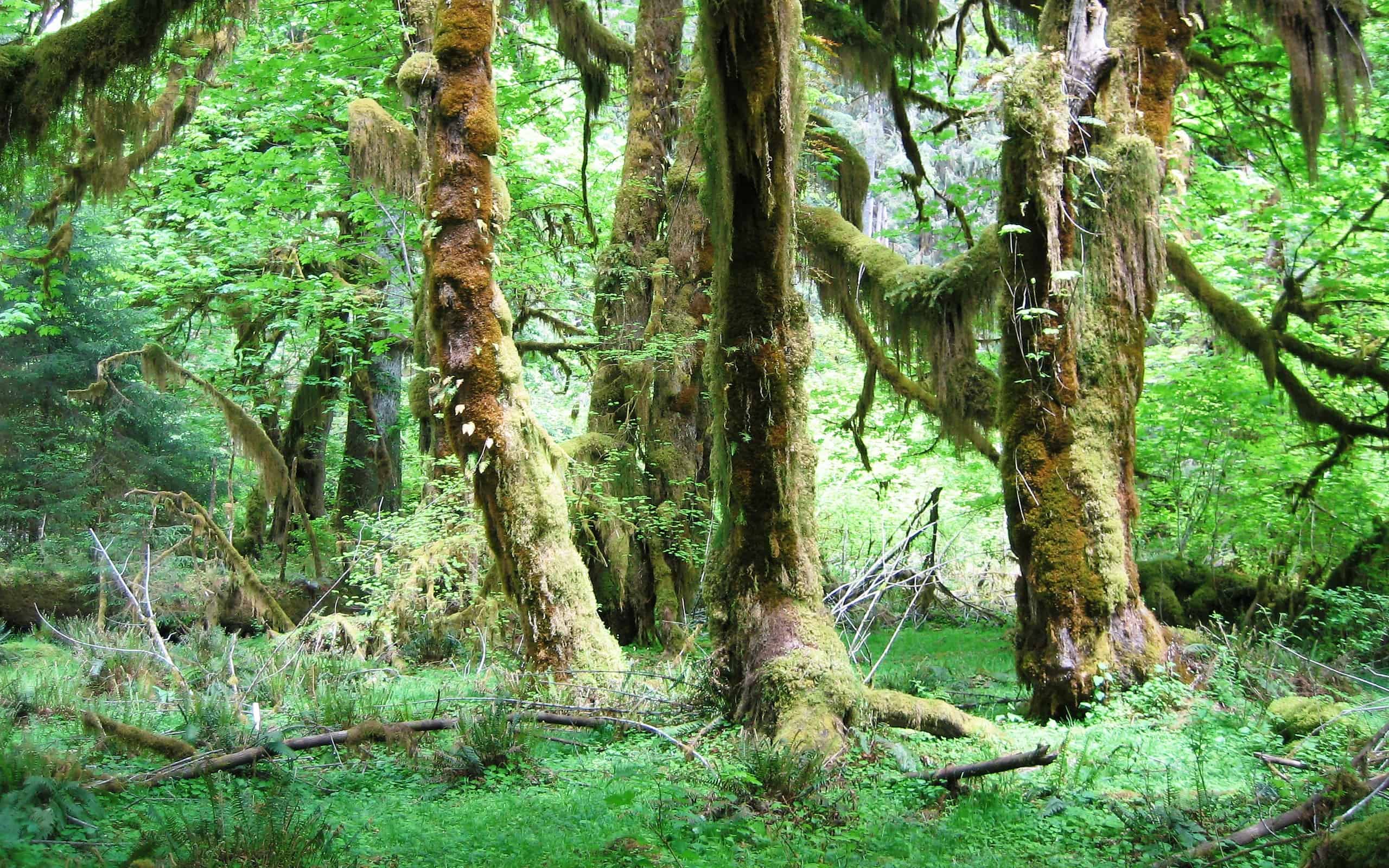 The 13 Oldest Forests Still Covering the World Today - A-Z Animals
