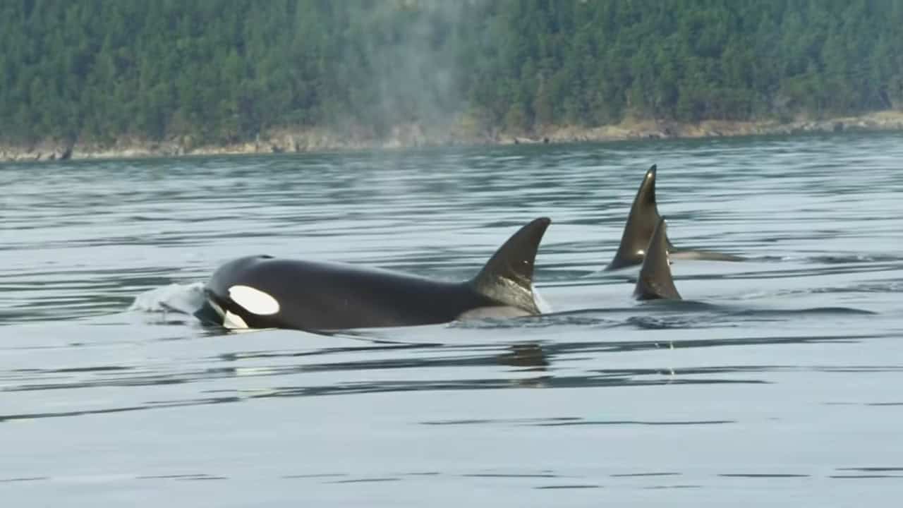 Killer Whales Are Such Predators They Even Hunt Moose...Yes, Moose - A ...