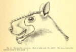 Discover the Hammer-Headed Bat: The Giant-Headed, Fruit-Eating Creature ...
