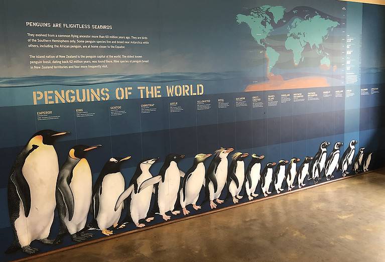 Emperor Penguin Size Comparison: Just How Big and Tall Do They Get? - A ...