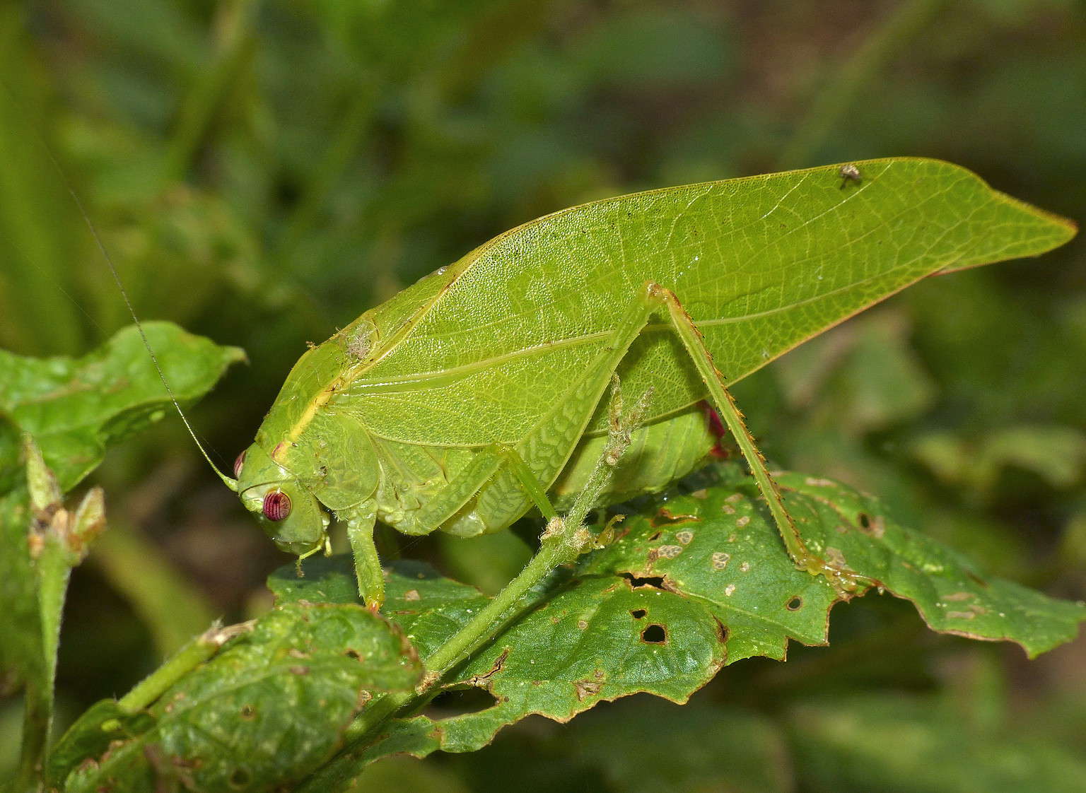 10 Different Insects That Look Like They Are Leaves - A-Z Animals