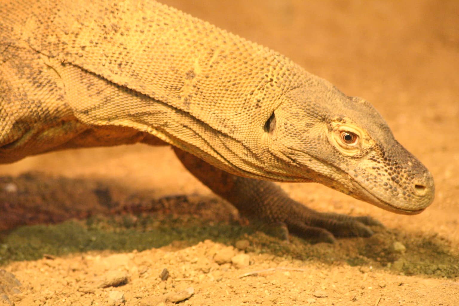 Discover 42 Amazing Zoos Where You Can See Komodo Dragons - A-Z Animals