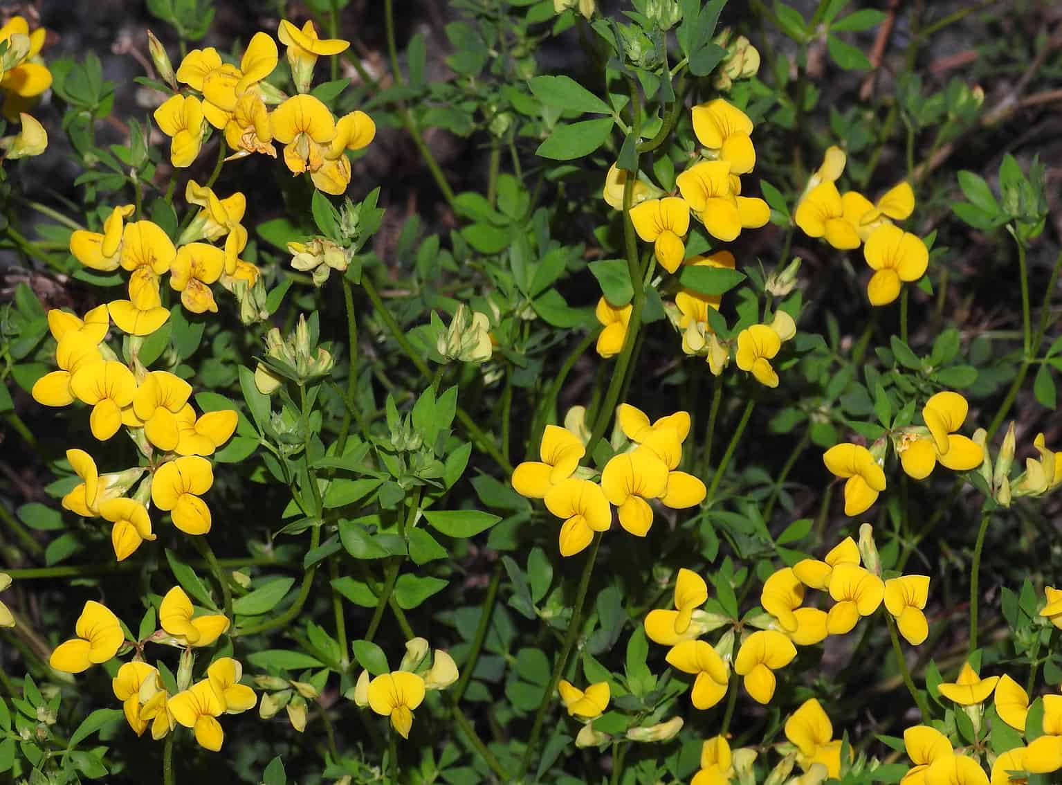 29 Beautiful Types of Yellow Wildflowers - A-Z Animals