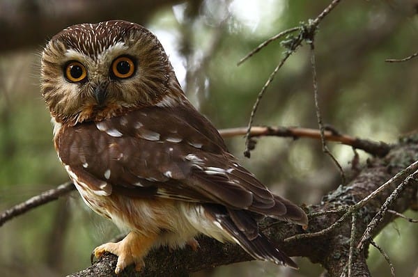 15 Owls That Live in California (And Where You're Likely to See Them ...