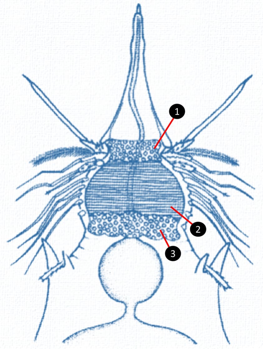 Discover 6 Microscopic Animals Your Eyes May Never See - A-Z Animals