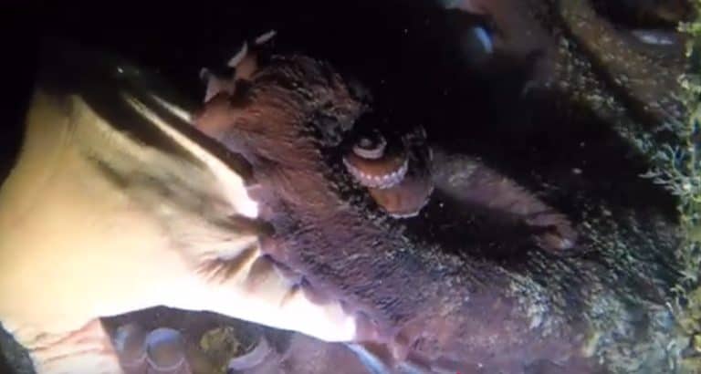 Watch a Giant Octopus Turn into a Real-Life Kraken and Grab a Scuba ...
