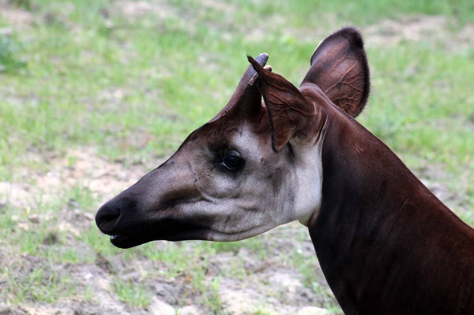 Okapi Animal Facts - Okapia johnstoni - A-Z Animals