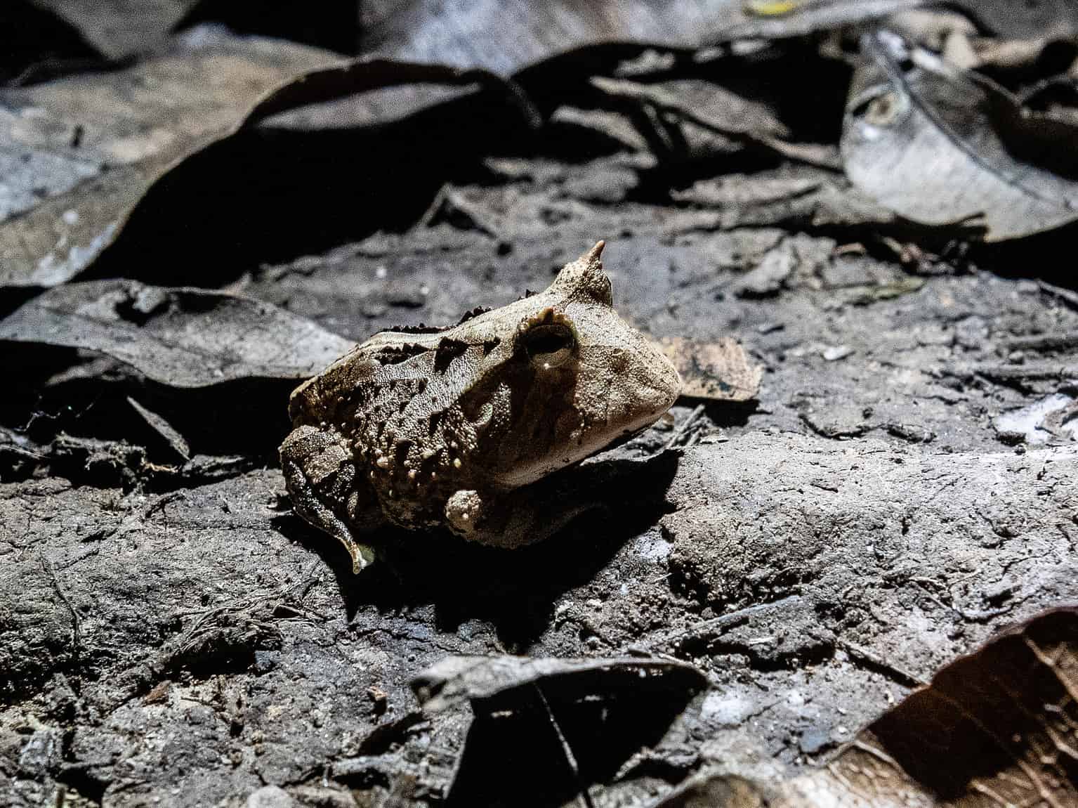 7 Weirdest Types of Frogs in the World - A-Z Animals