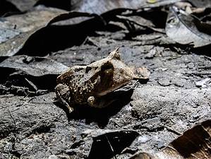 7 Weirdest Types of Frogs in the World - A-Z Animals