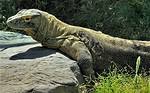 Discover 42 Amazing Zoos Where You Can See Komodo Dragons - A-Z Animals