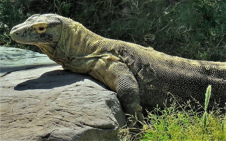 The Amazon Rainforest's Most Amazing Sights and Creatures - A-Z Animals