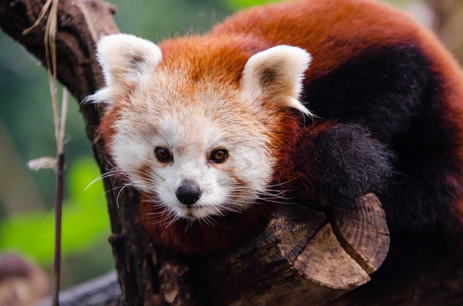 Discover the 5 Countries and Regions Where Red Pandas Live - A-Z Animals