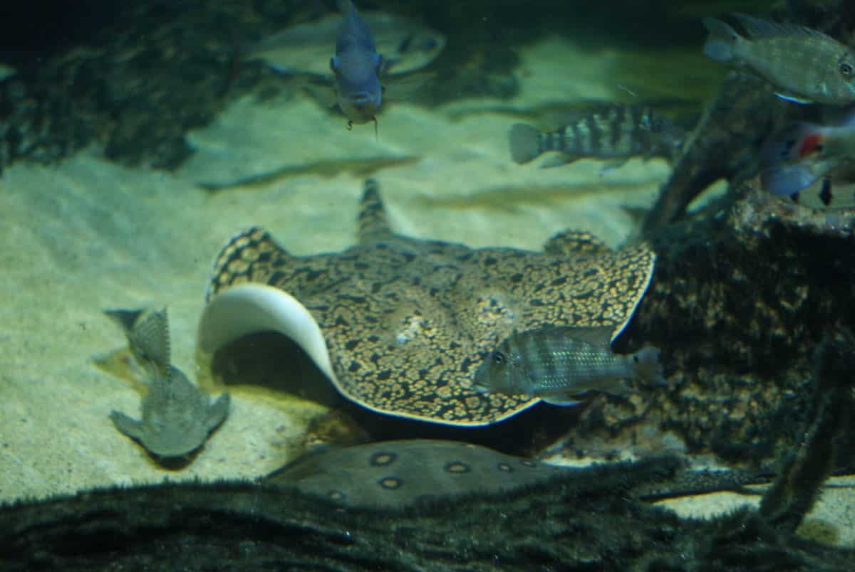 What Do Stingrays Eat: Diet and Hunting Strategies of 4 Amazing Species ...