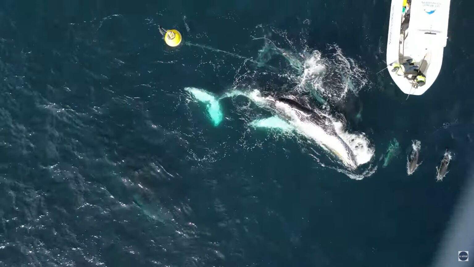 A Brave Rescue Team Frees an Entangled Humpback Whale - A-Z Animals