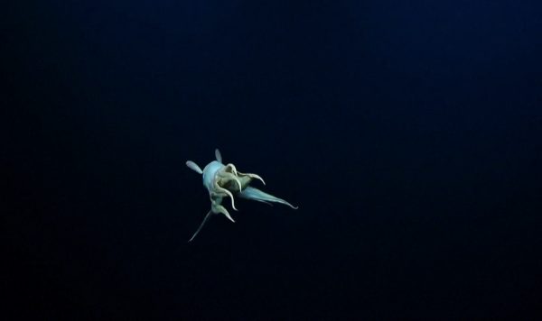 Super Rare Dumbo Octopus Captured on Camera on a Deep Ocean Dive - A-Z ...