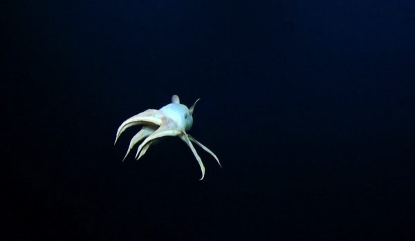 Super Rare Dumbo Octopus Captured on Camera on a Deep Ocean Dive - A-Z ...