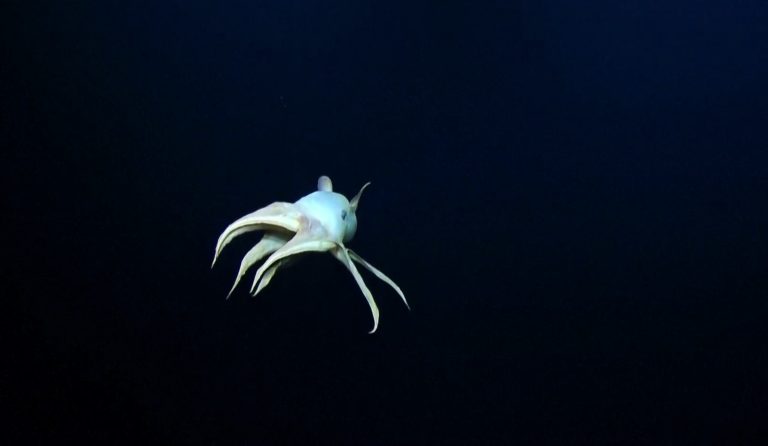 Super Rare Dumbo Octopus Captured on Camera on a Deep Ocean Dive - A-Z ...