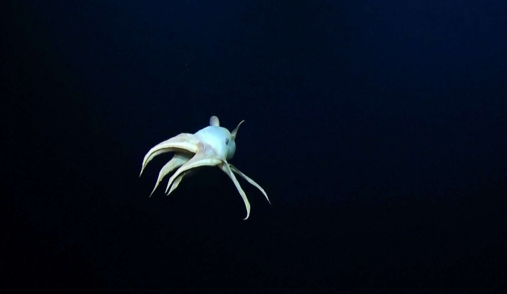 Super Rare Dumbo Octopus Captured on Camera on a Deep Ocean Dive - A-Z ...