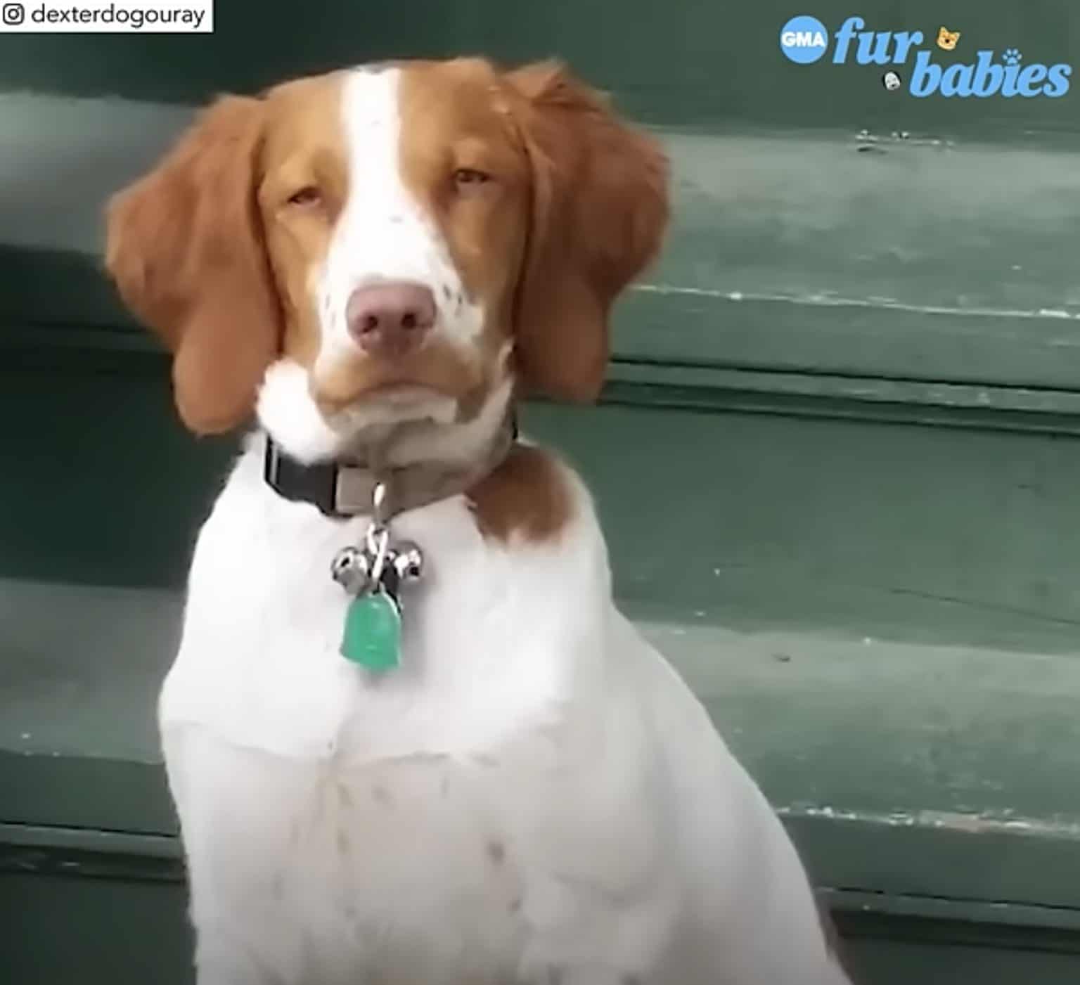 The Internet Has Fallen in Love With 'Dexter' - The Dog Who Walks ...