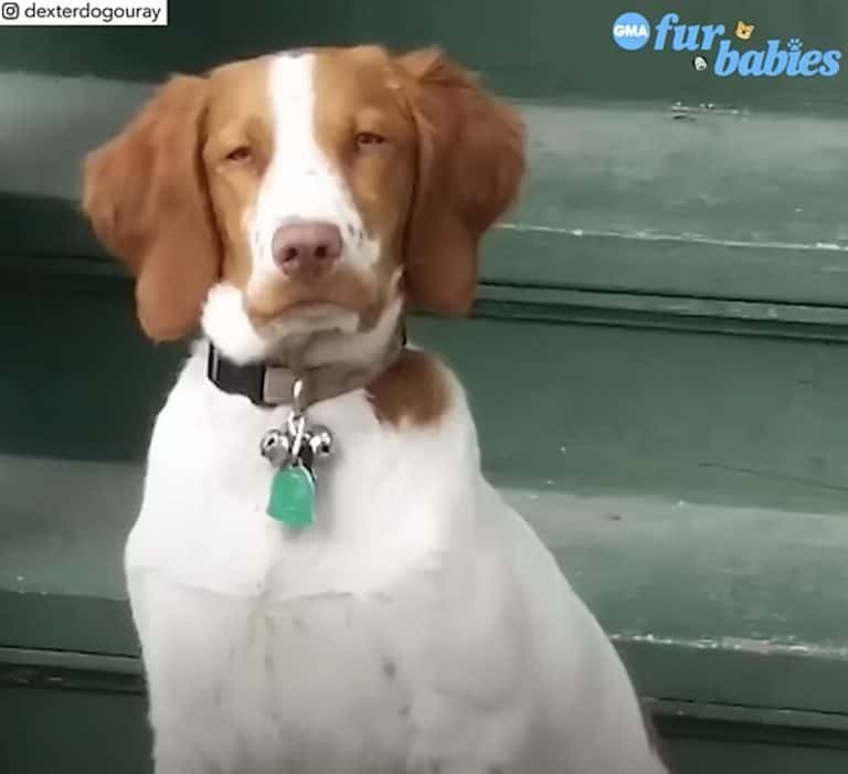 The Internet Has Fallen in Love With 'Dexter' - The Dog Who Walks ...