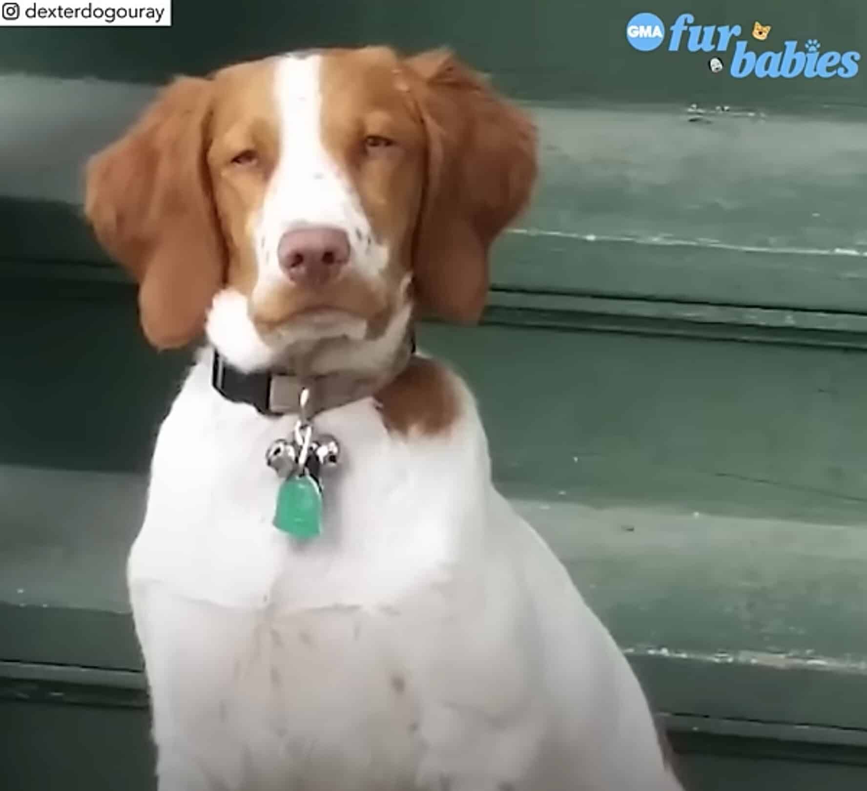 The Internet Has Fallen in Love With 'Dexter' - The Dog Who Walks ...