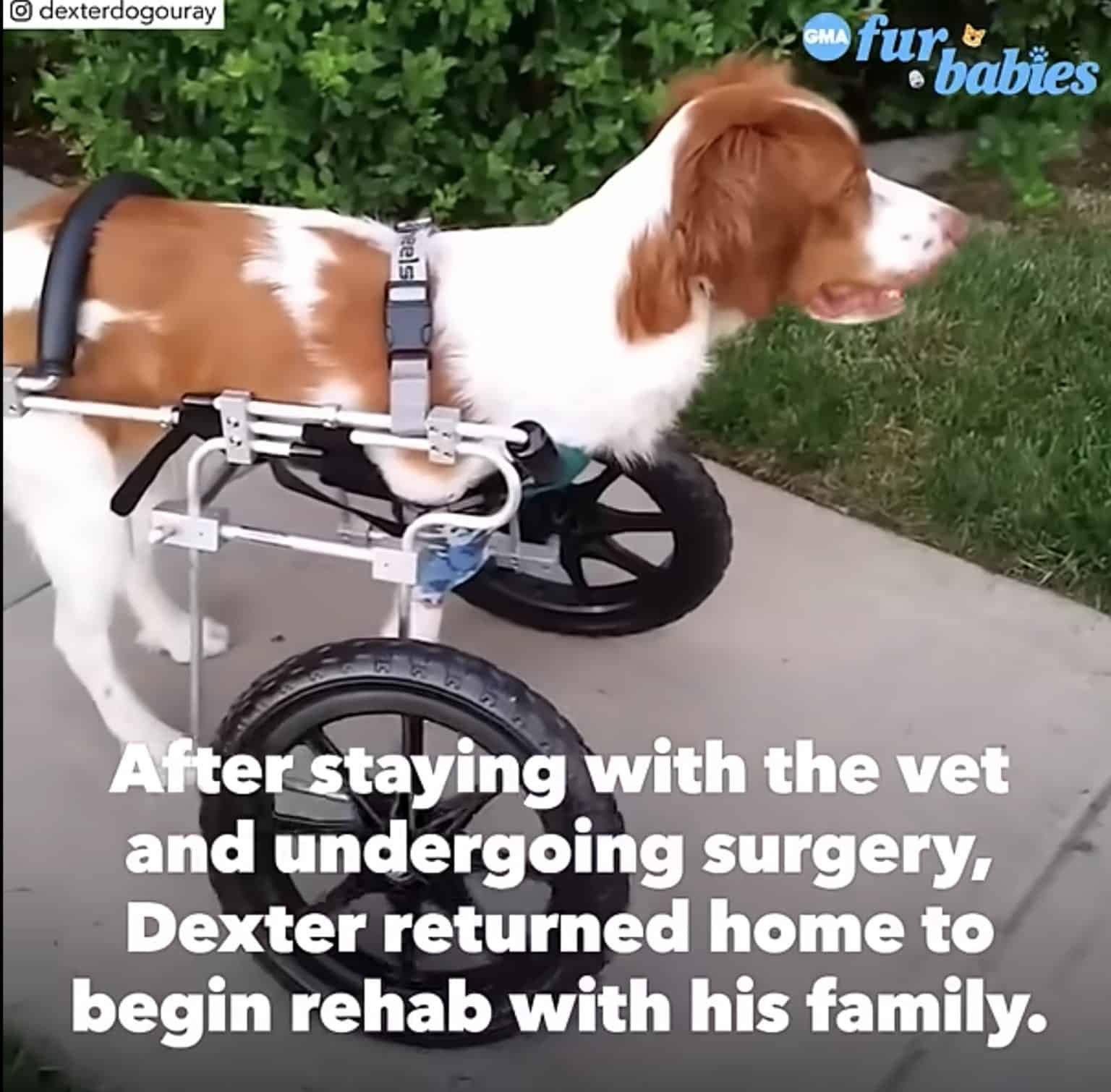 The Internet Has Fallen in Love With 'Dexter' - The Dog Who Walks ...