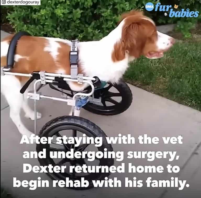 The Internet Has Fallen in Love With 'Dexter' - The Dog Who Walks ...