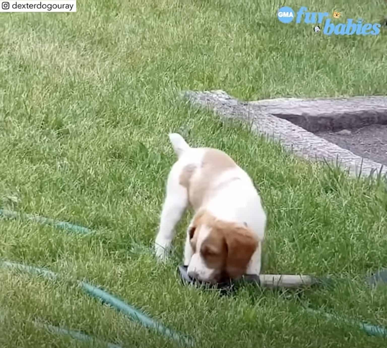 The Internet Has Fallen in Love With 'Dexter' - The Dog Who Walks ...